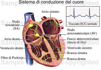 Il sistema di conduzione cardiaco e l’elettrocardiogramma - Dimensione ...
