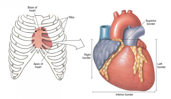 Anatomia del Cuore Riassunto per Infermieri: Morfologia, Posizione e ...