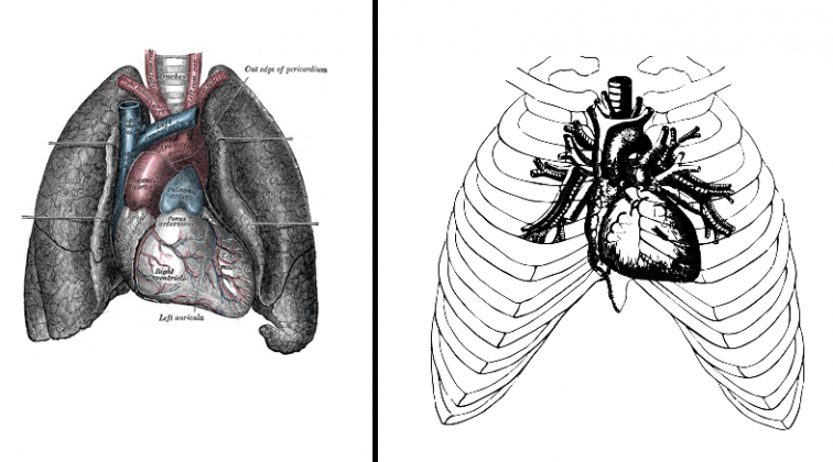 Anatomia del Cuore Riassunto per Infermieri: Morfologia, Posizione e ...