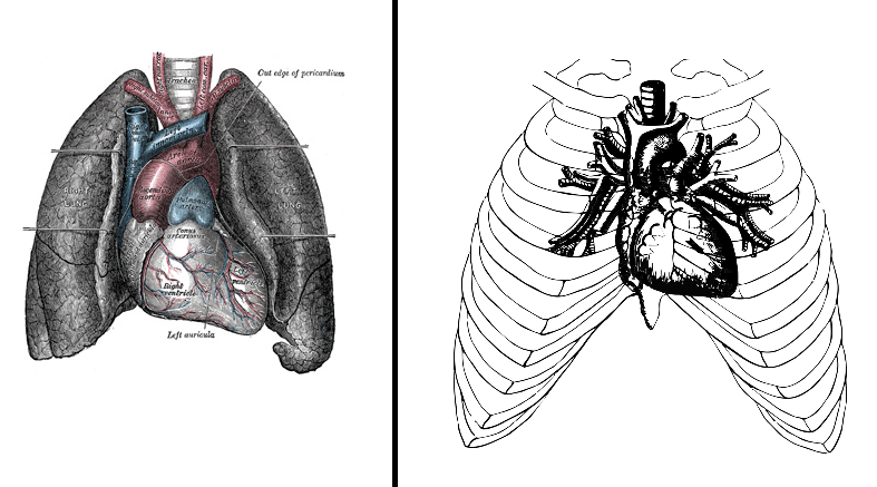 Anatomia del Cuore Riassunto per Infermieri: Morfologia, Posizione e ...