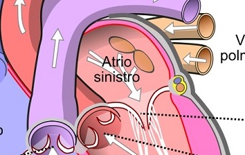 Atrio e Ventricolo: anatomia cardiaca e conformazione interna del cuore ...