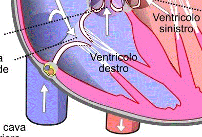 Atrio e Ventricolo: anatomia cardiaca e conformazione interna del cuore ...