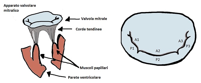 Valvole cardiache: anatomia valvolare atrioventricolare e semilunare