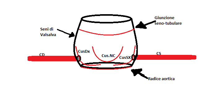 Valvole cardiache: anatomia valvolare atrioventricolare e semilunare