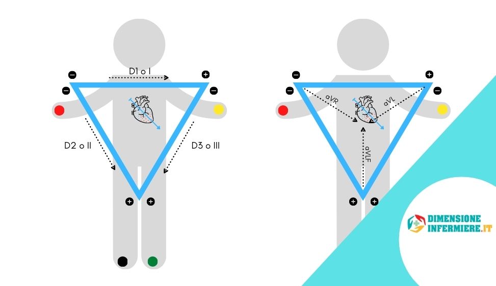 Triangolo di Einthoven e derivazioni ECG: una spiegazione semplice