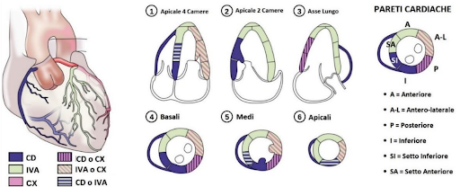 La mappa dei segmenti cardiaci: come orientarsi quando parliamo di infarto