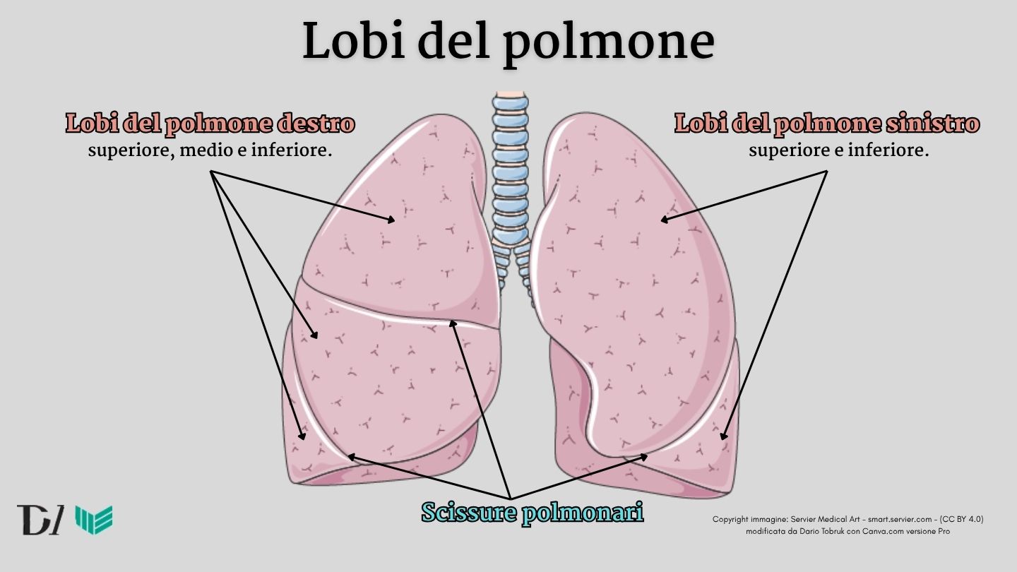Anatomia polmoni: riassunto schematico spiegato con immagini